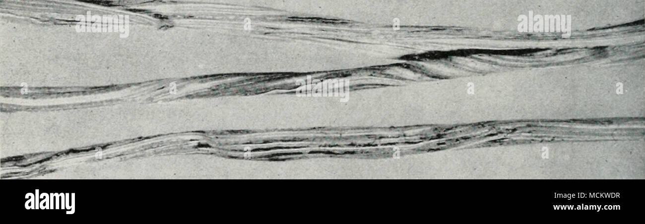 Sheaths of wheat hi-res stock photography and images - Alamy