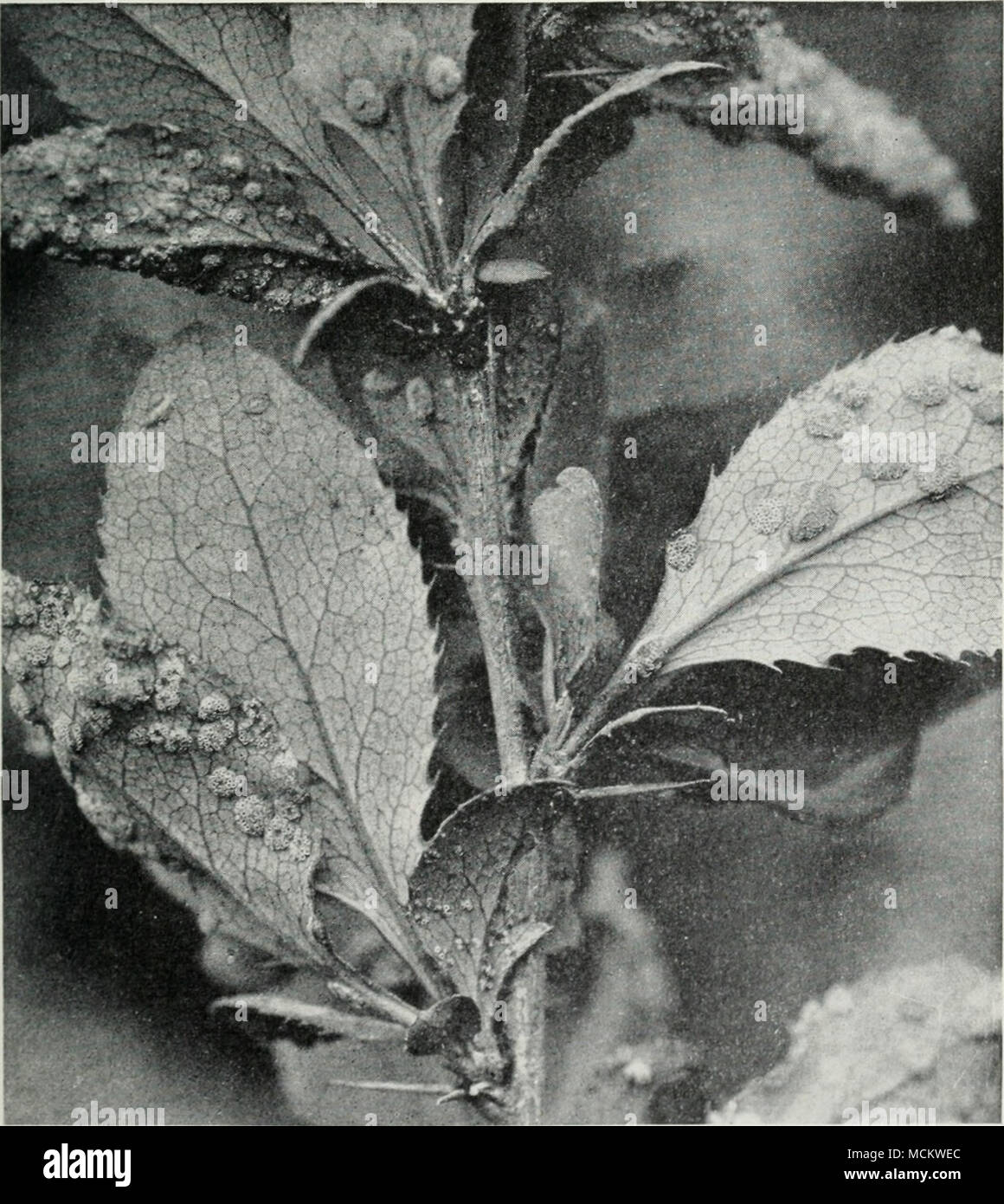 . Fig. 5.—The cluster cup form of stem rust as it appears on the common ...
