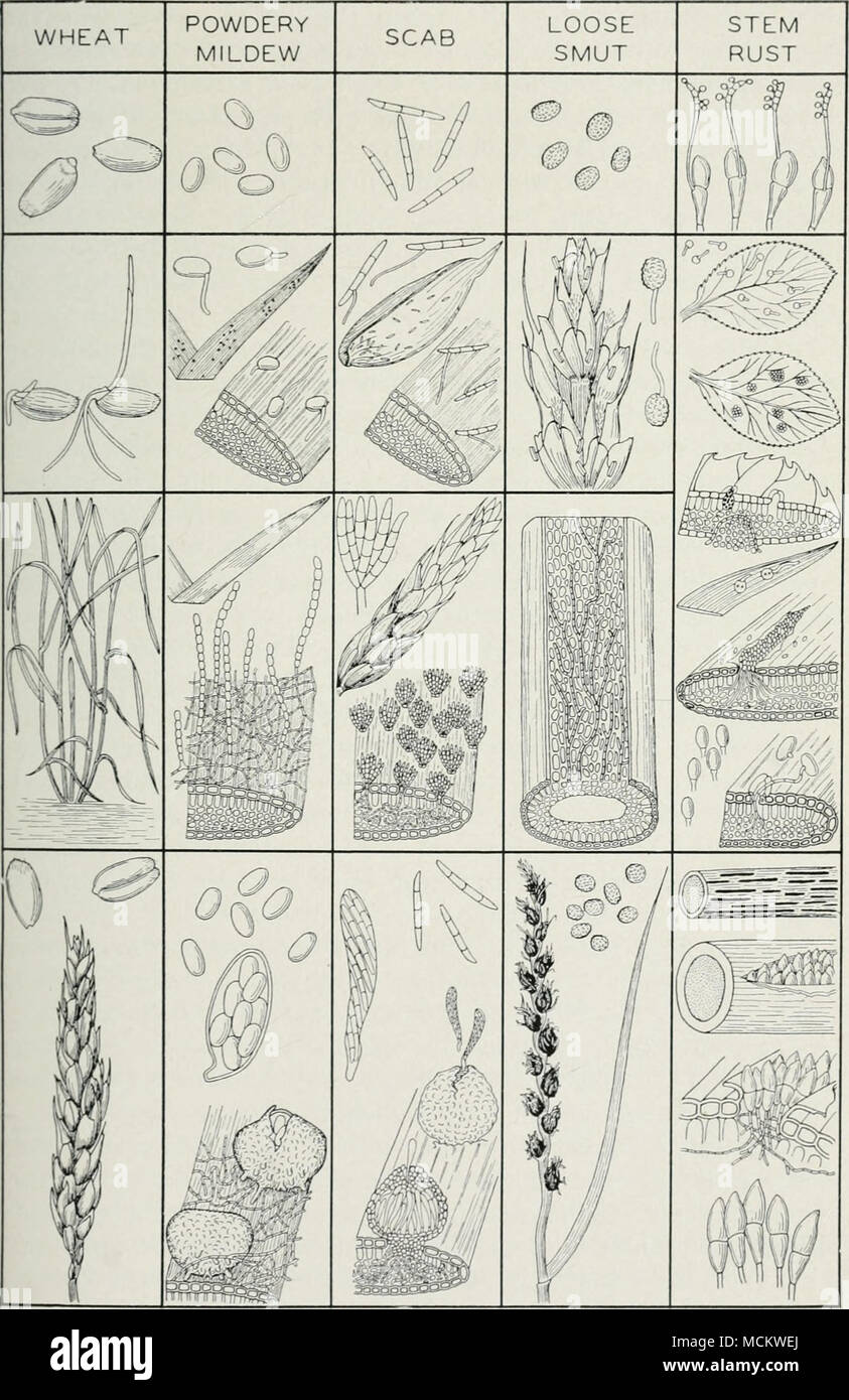 . Fig. 1.—P'our typical life in relation to the life history histories ...
