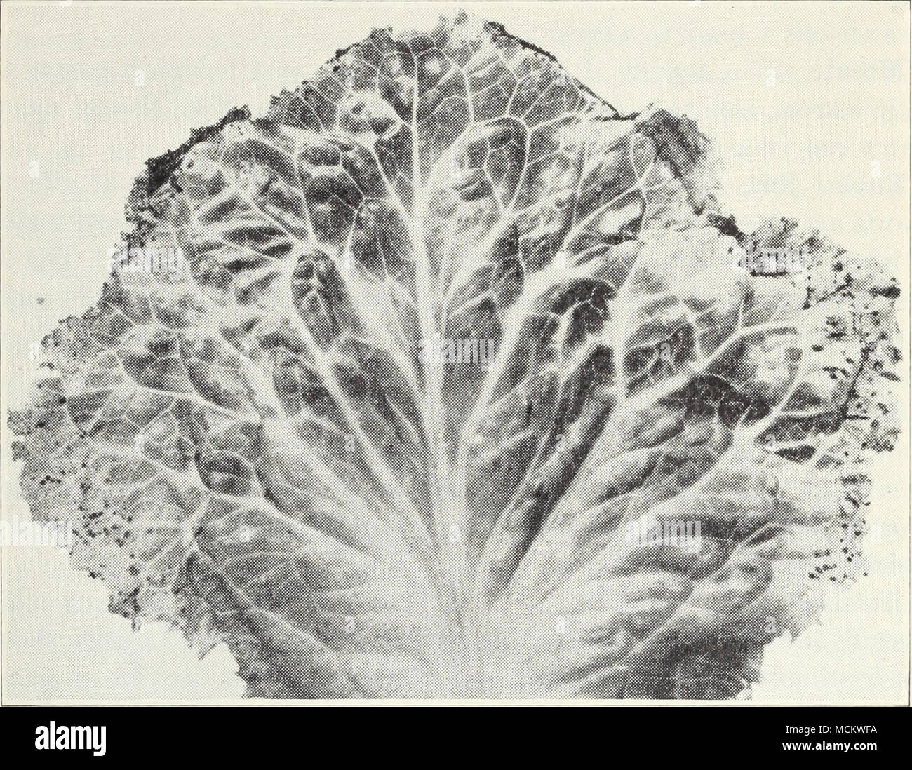 . Fig. 26.—Lettuce tipburn. tricts is so regulated as to avoid having ...