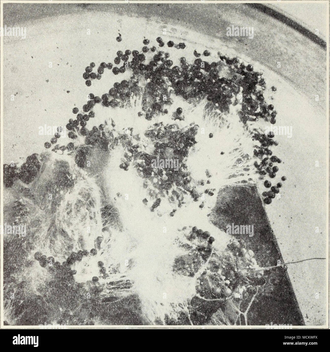 Infested crops hi-res stock photography and images - Alamy