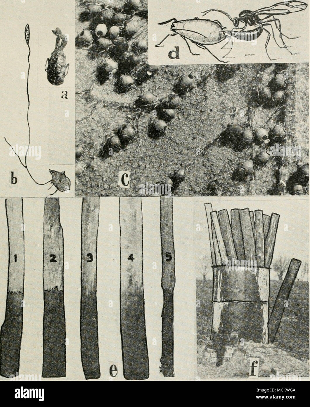 . Pig. 72. Parasitized Insects. Tri:atmi:t of Pi;xci: Posib. a. Cabbage ...