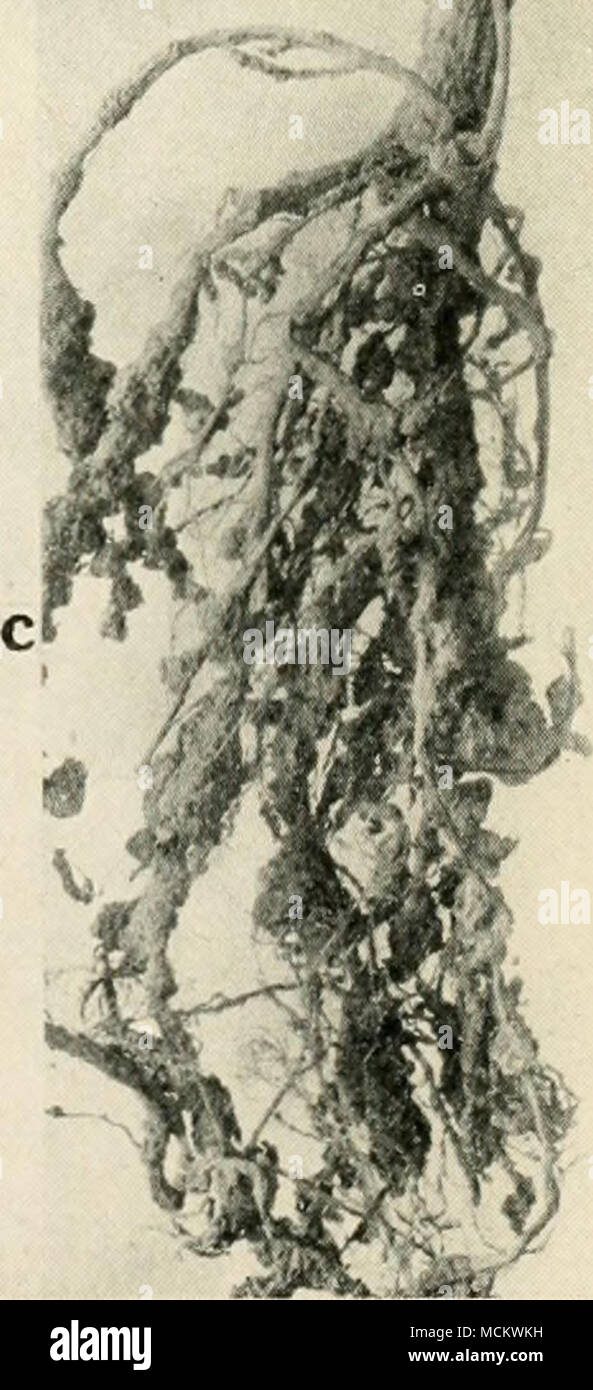 . Fig. 50. Diseases of the Cow Pea. a. Fusarium wilt, h. field of cow ...