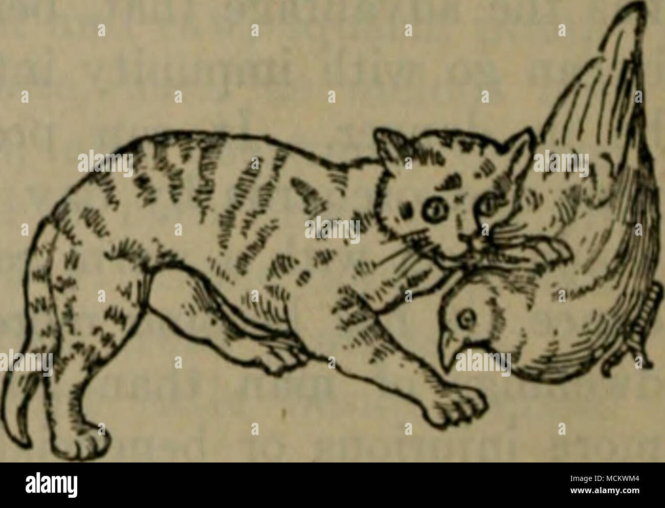 . Cat strangling a bird. (From an ancient moaaic in the Neapolitan Mui