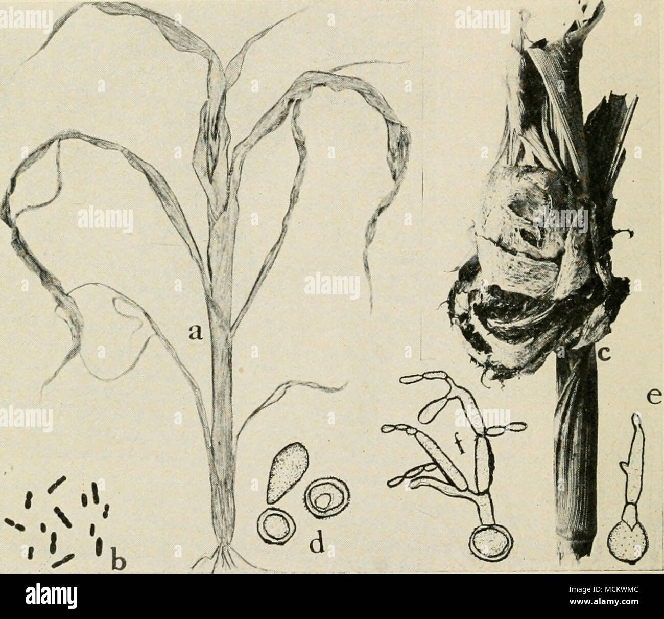 . Fig. 45. Sweet Corn Diseases. a. Bacterial blight, b. individual ...