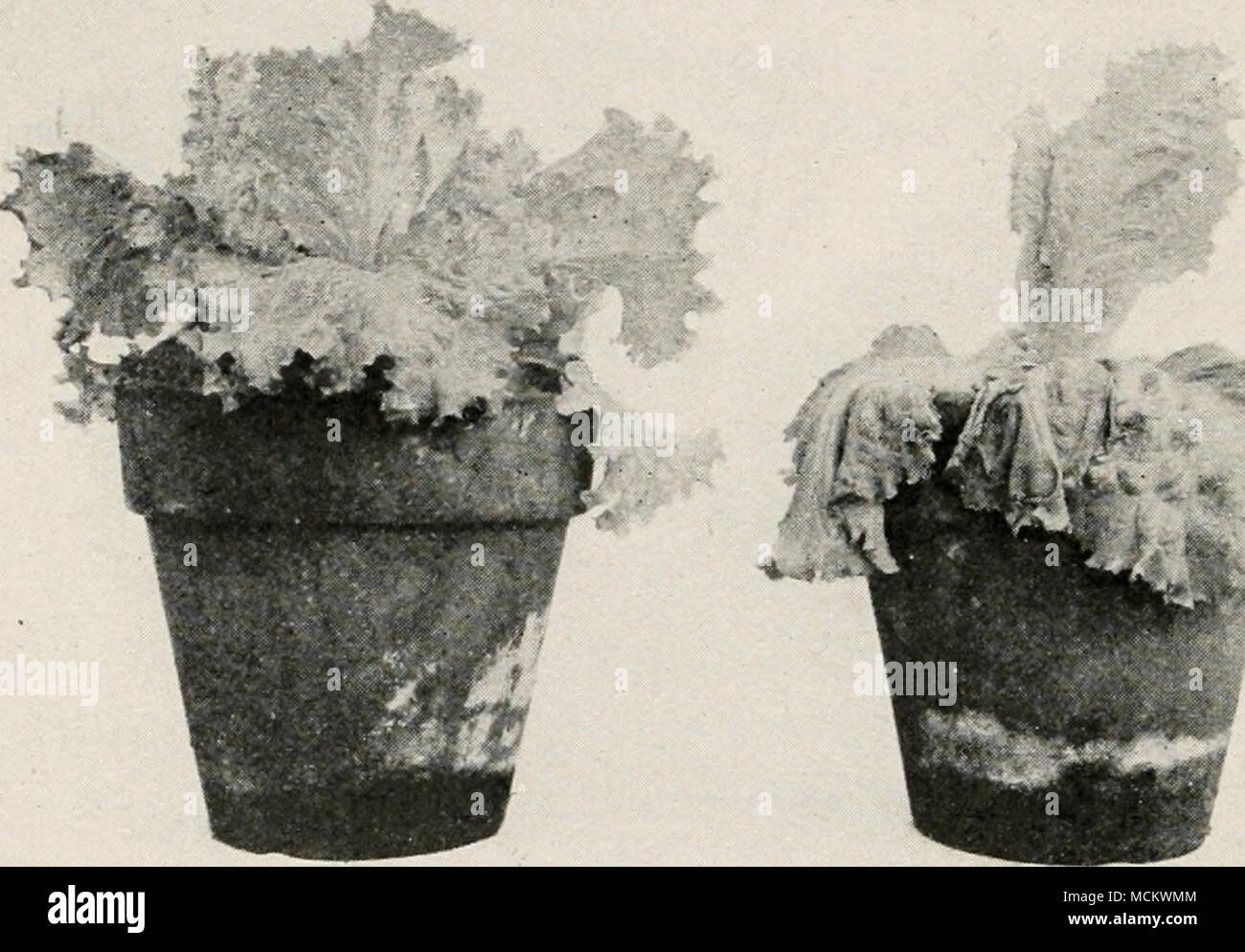 . Fig. 22. Lettuce Drop. To the right, artificially inoculated plant ...