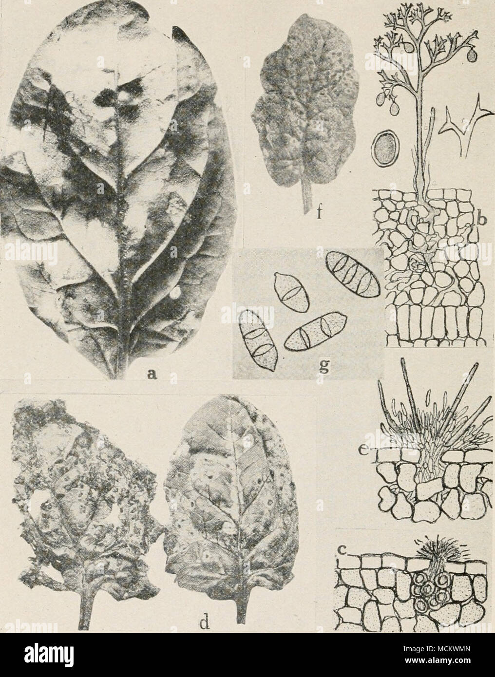 Acervulus hi-res stock photography and images - Alamy