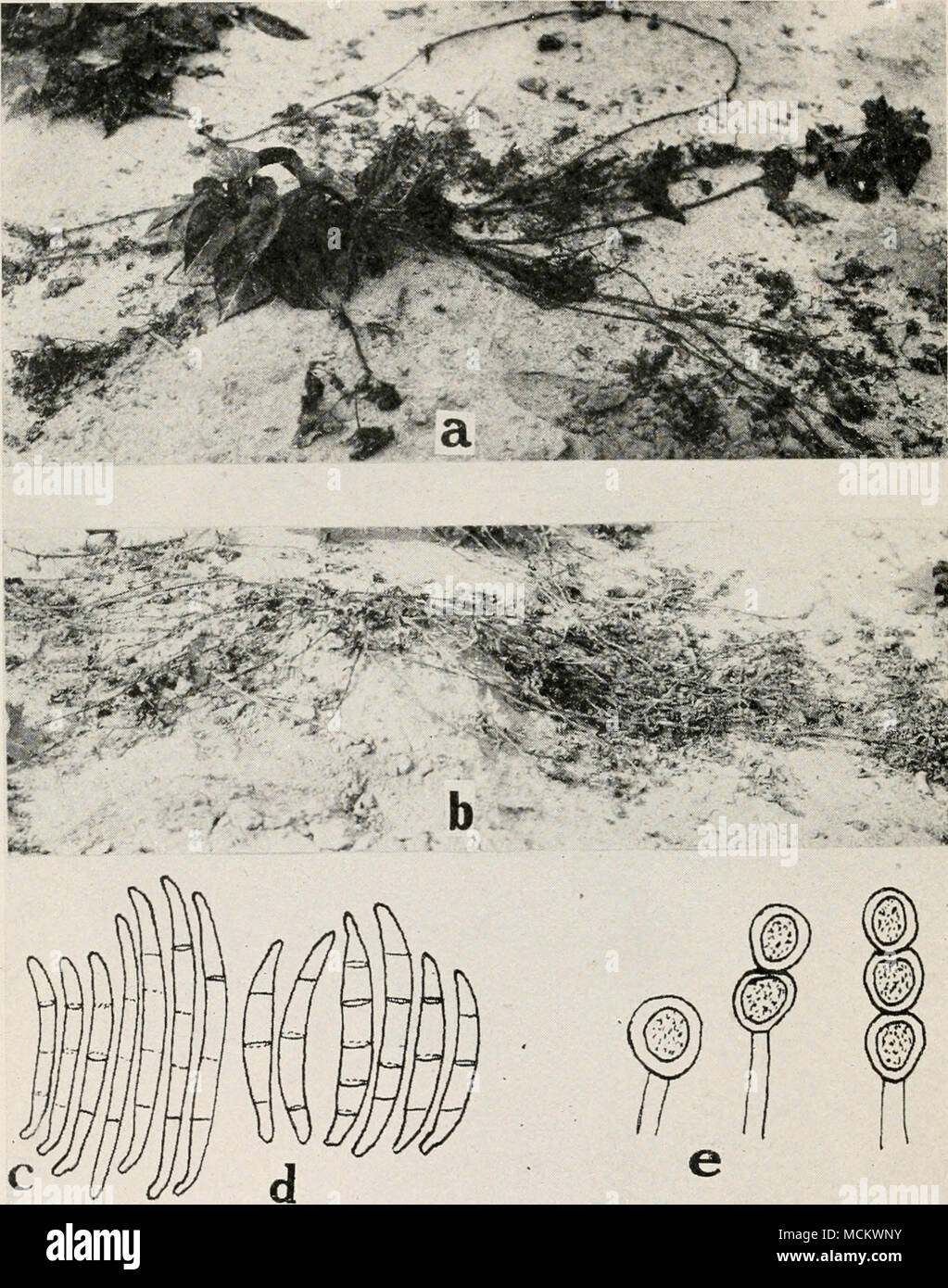. Fig. 7. FusARiuM Wilt. a. Early stage of Fusarium wilt of sweet ...