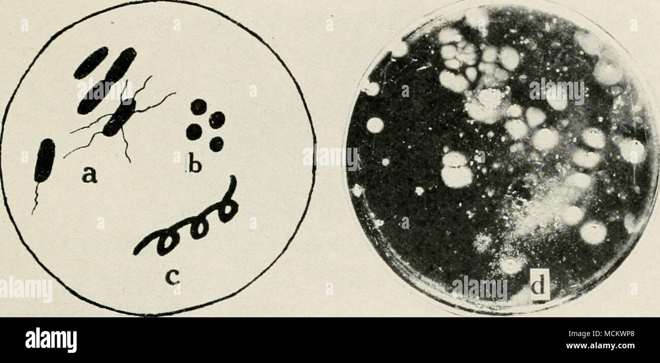 . Fig. I. a. Rod shaped, h. coccus isolated from soil. Bacteria. d ...