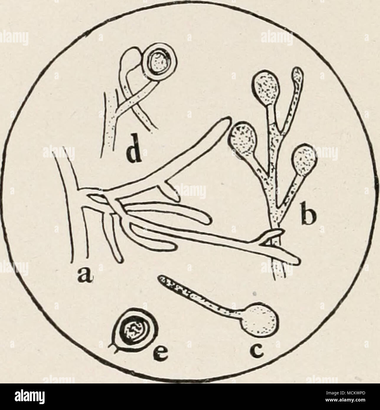 . Fig. 5. Pythium deBaryanum. a. Mycelium, b. conidiophore bearing con ...