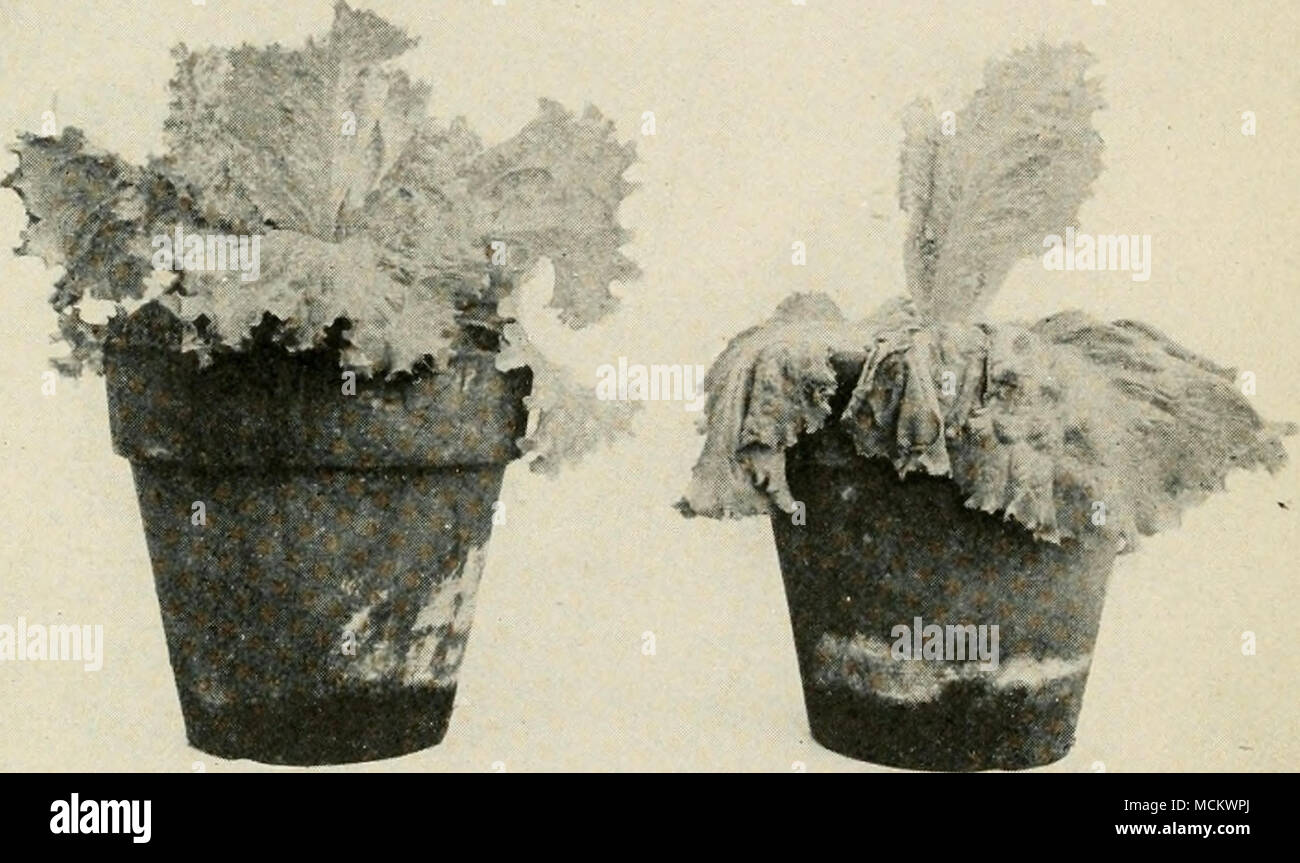. Fig. 22. Lettuce Drop. To the right, artificially inoculated plant ...