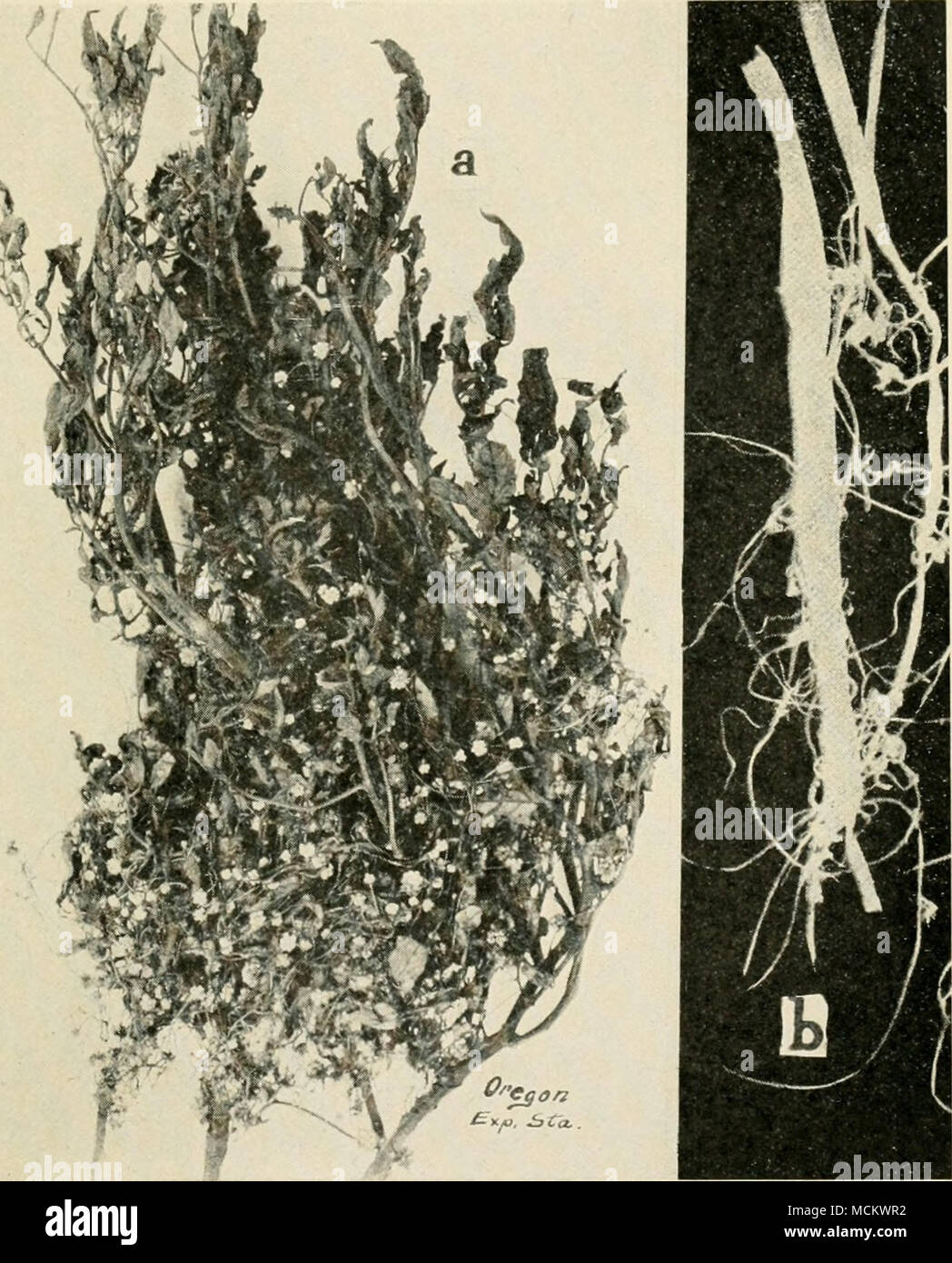 . Fig. 17. Dodder. a. Dodder on Tomato plant, h. dodder on onion leaves ...
