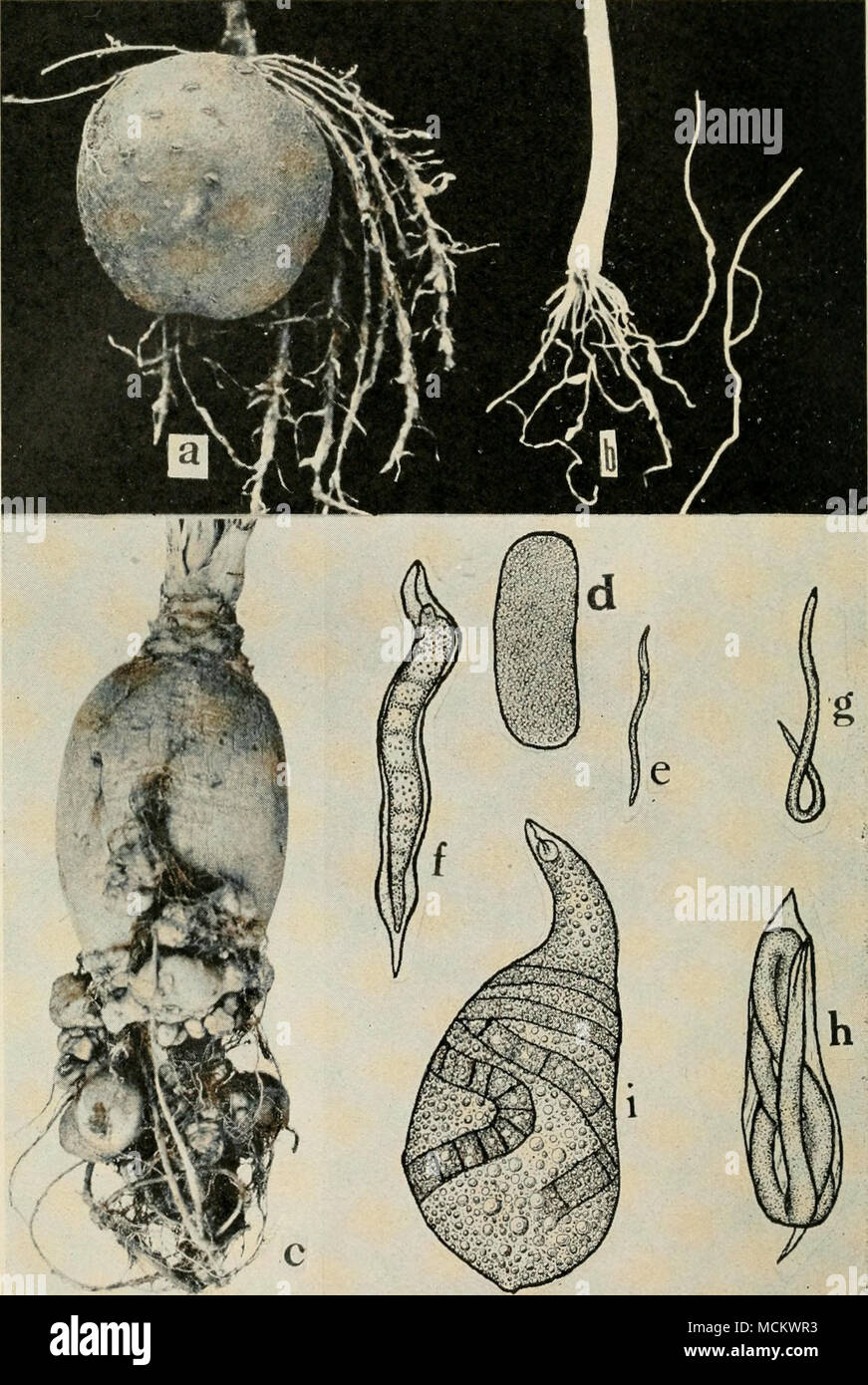 . Fig. 8. Nematode Root Knot. a. Root knot of Irish potato, b. root ...