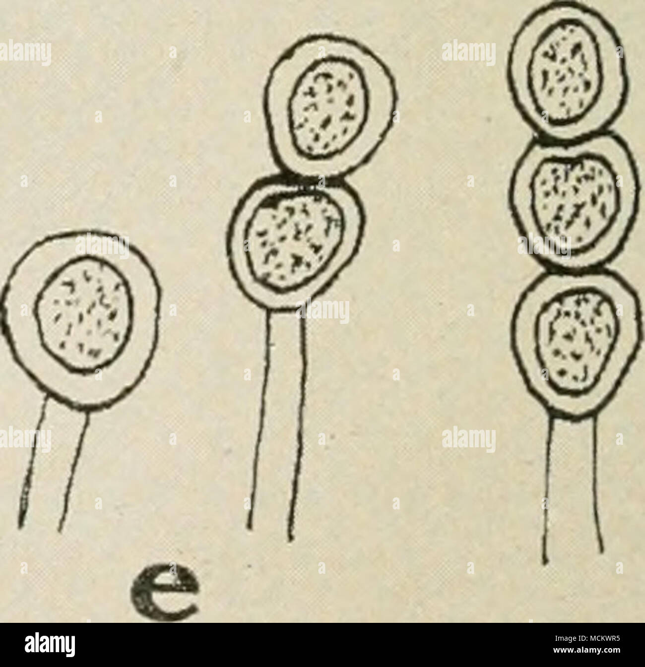 . Fig. FusARiUM Wilt. a. Early stage of Fusarium wilt of sweet potato ...