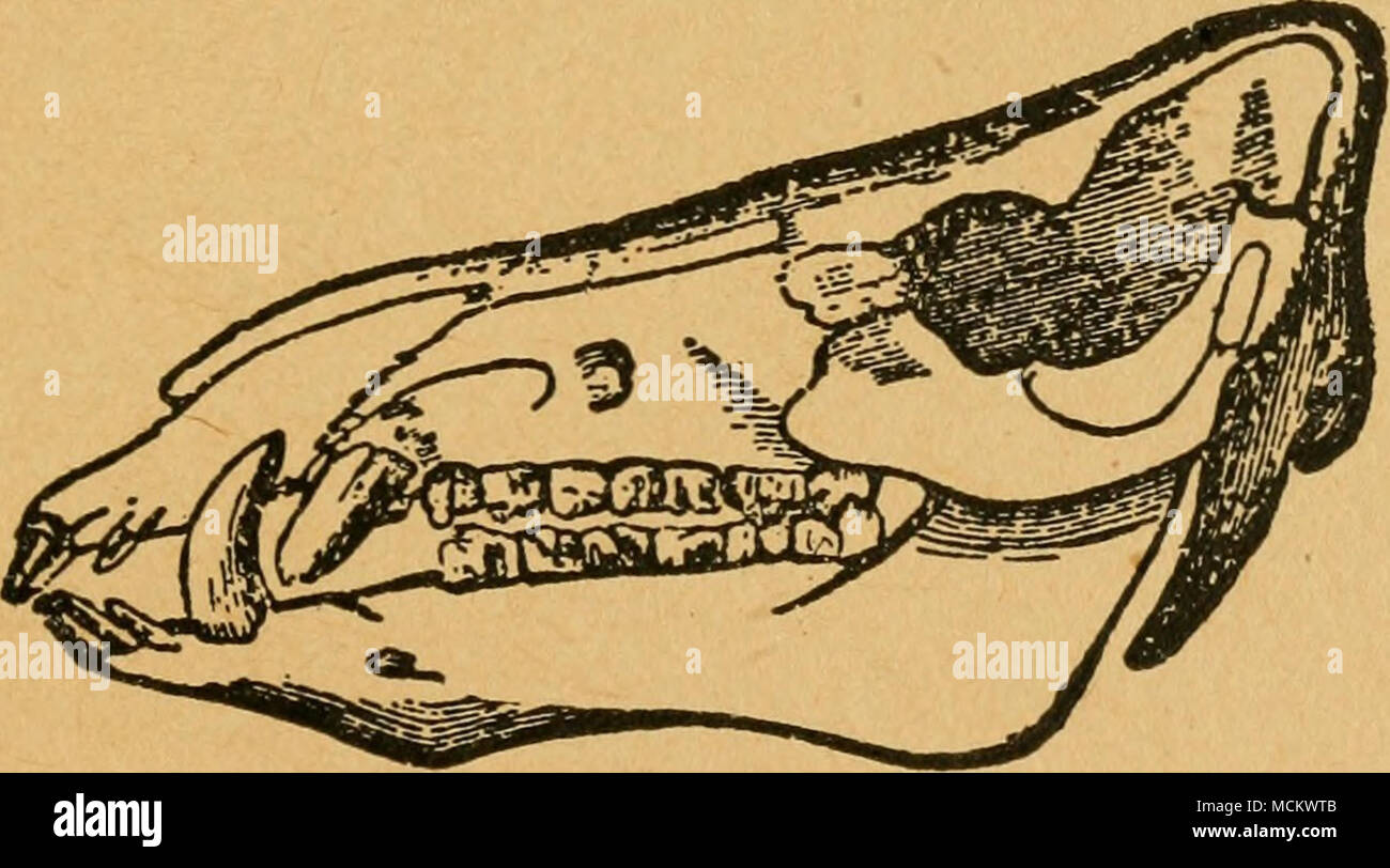 . Fia. 138. Skull of a Hog—showing the teeth. Dentition of the Pig.—It ...