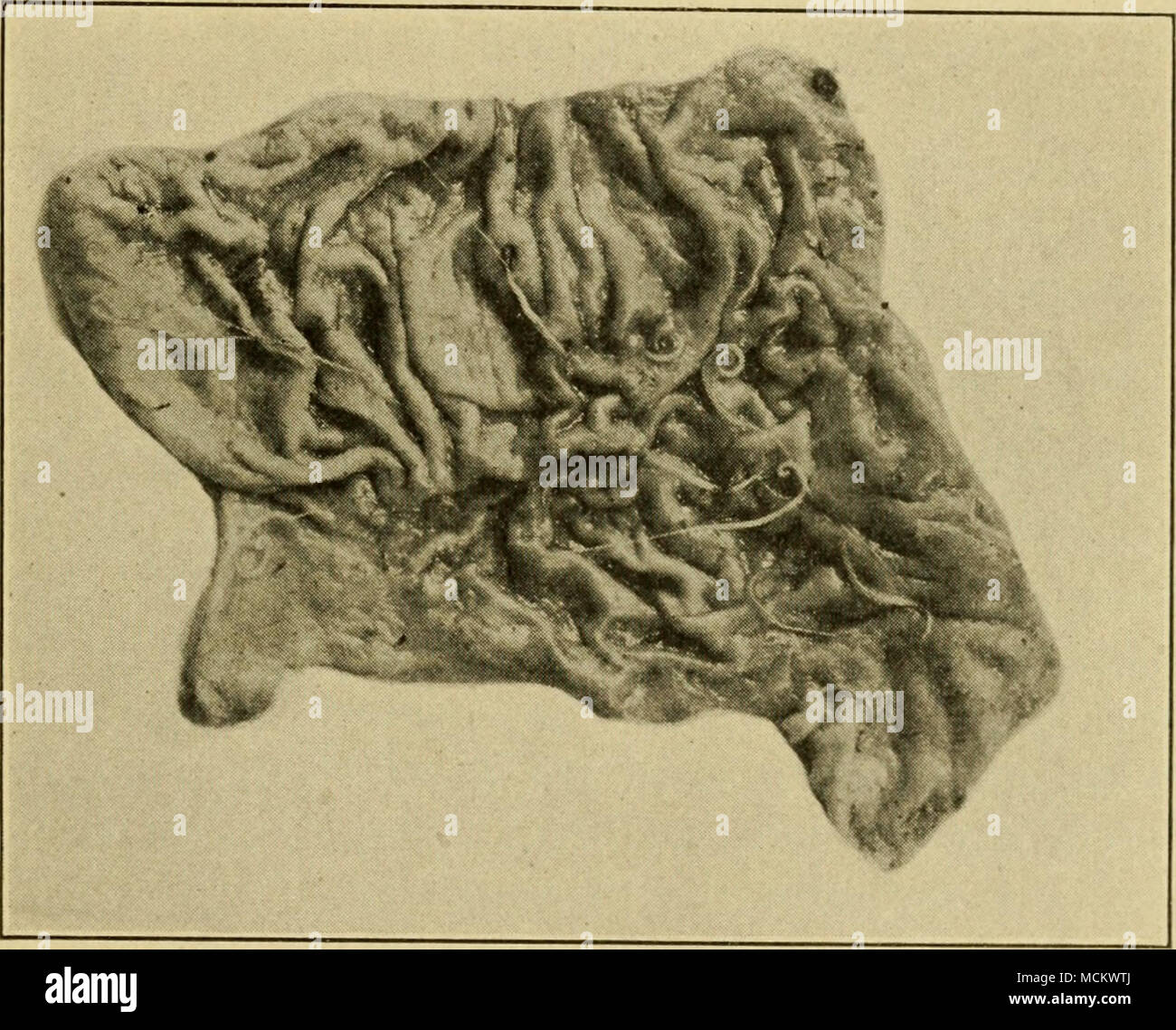 Coiled forms hi-res stock photography and images - Alamy