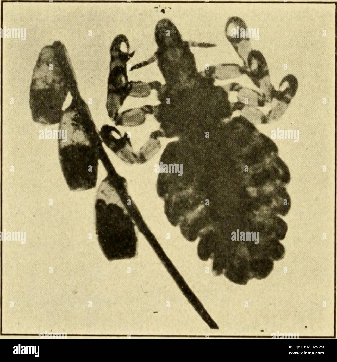 . FIG. l6—A HOG LOUSE AND HAIR WITH EGGS ATTACHED free end, the lid of ...