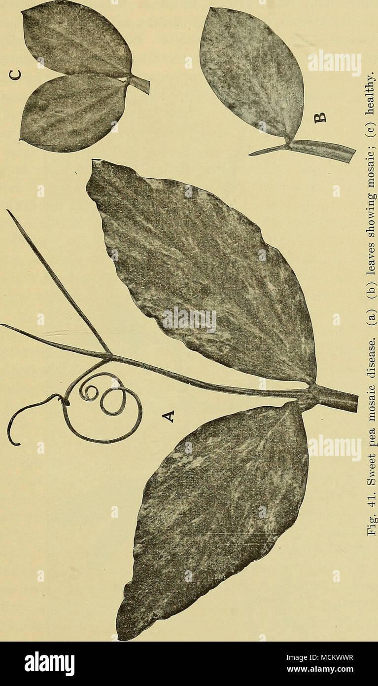 . Pathogenicity. Like peach yellows and mosaic disease of tobacco and ...