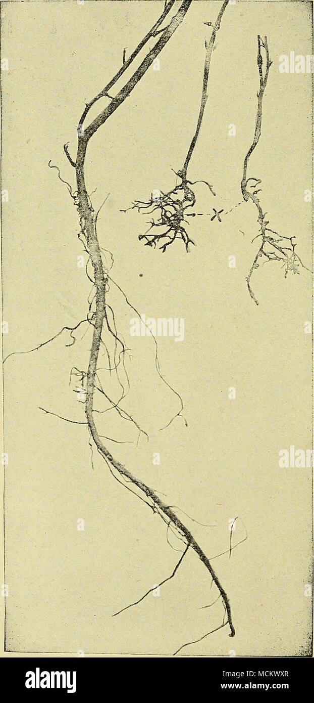 . Fig. 2. Eoot rot caused by Thielavia. Comparing root systems of ...