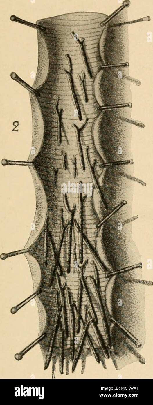 Syngamus trachea hi-res stock photography and images - Alamy