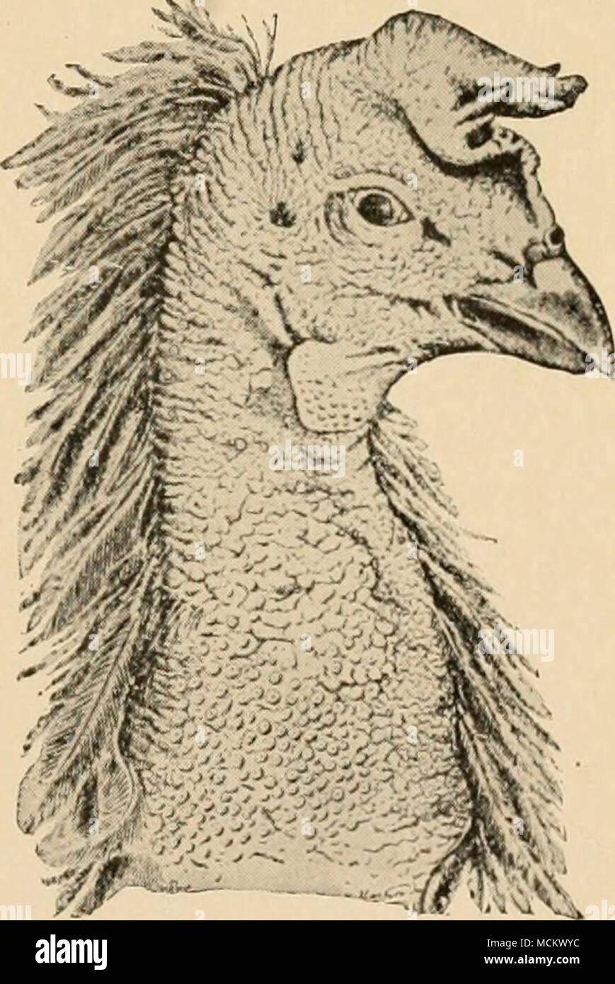 . Fig. 52. — Head and neck of a fowl affected with generalized favus ...