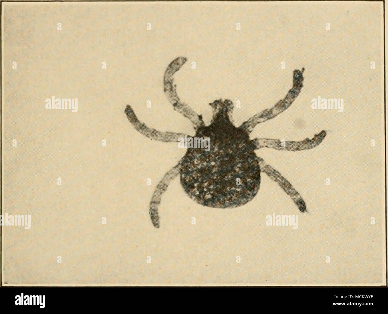 . Fig. 50. — The poultry tick. Larva, showing the three pairs of legs ...