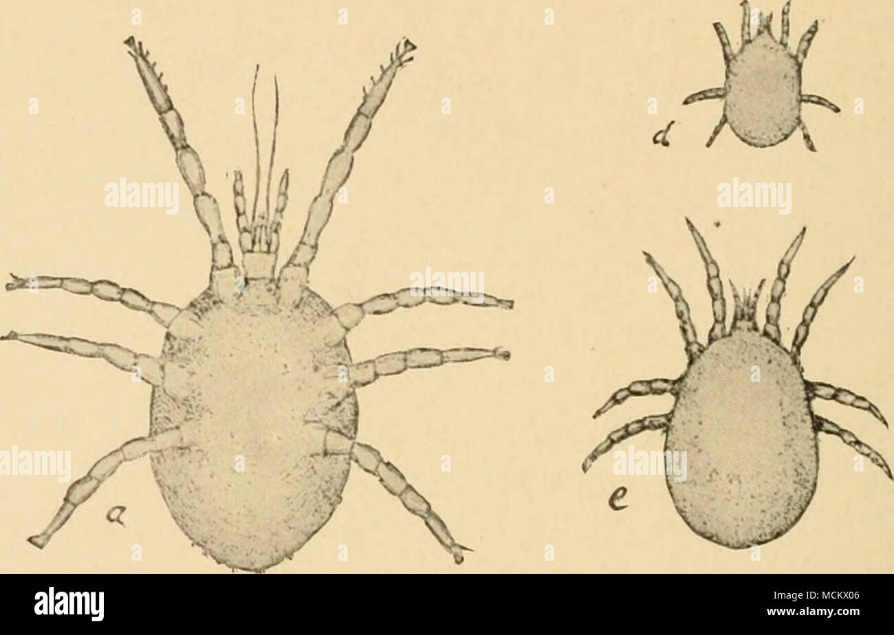 . Fig. 40. — The common "red mite" of poultry, Dermanyssus gallince. a ...