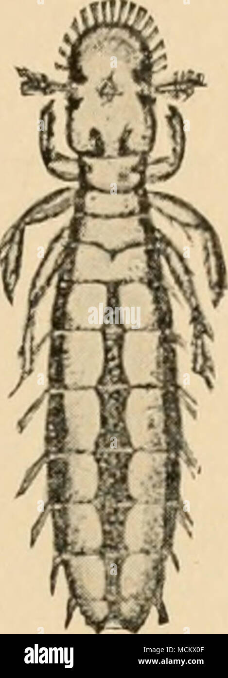 . closely resembles M. pallidum, is also sometimes found. These are ...