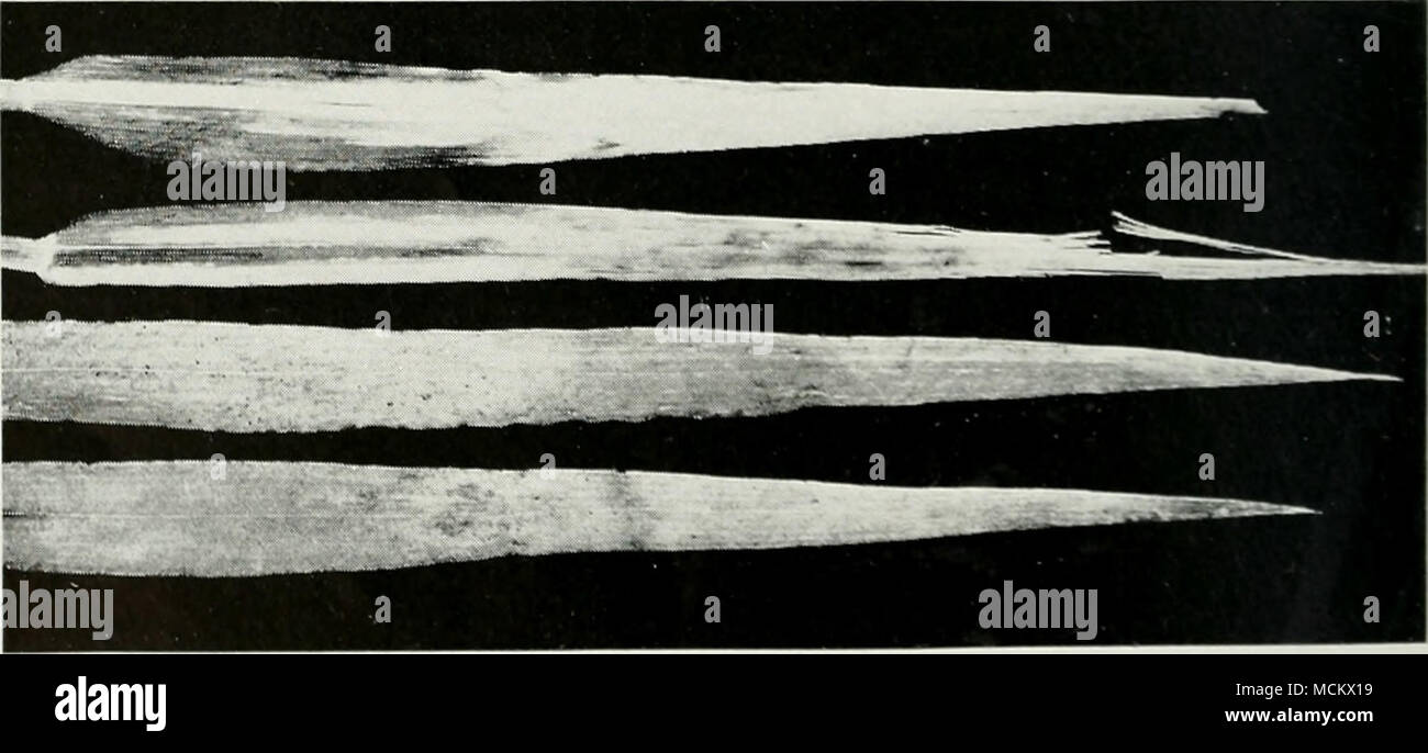 . Fig. 30.—Bacterial blight of barley. Infection of barley leaves ...