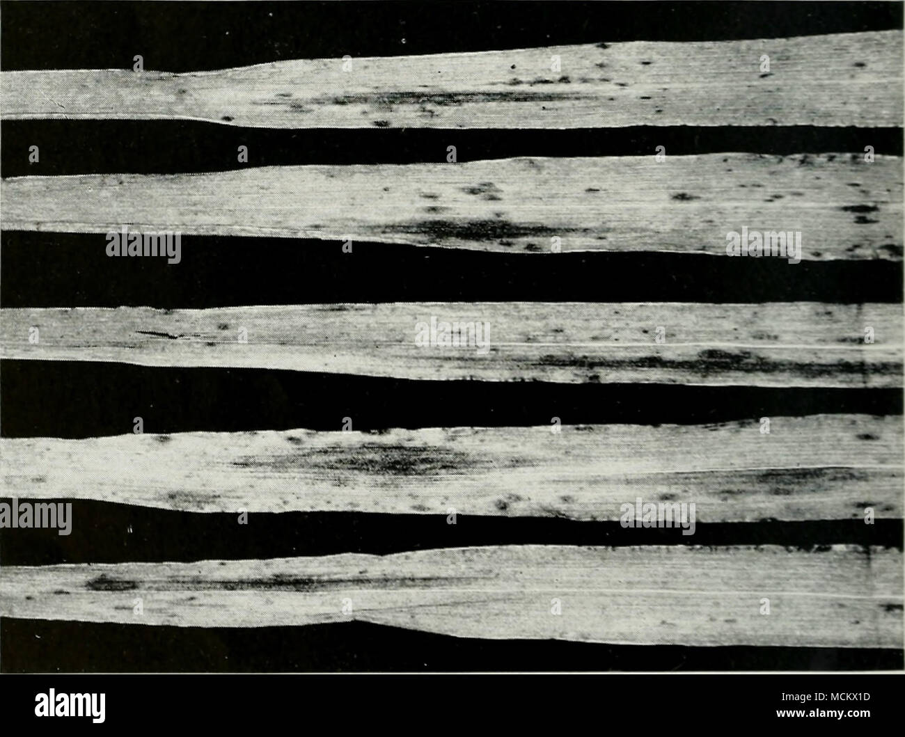 . Fig. 31.—Spot blotch of barley. This disease appears on upper leaves ...
