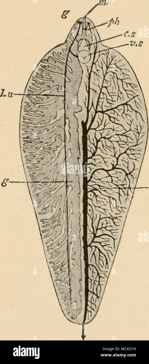 Parasitic trematode hi-res stock photography and images - Alamy