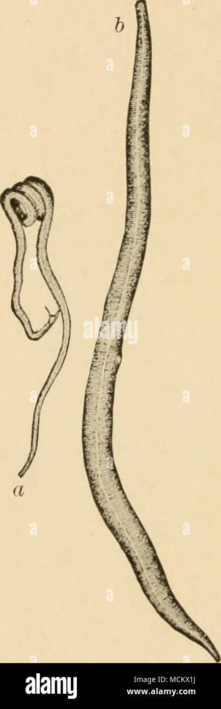 Heterakis High Resolution Stock Photography and Images - Alamy