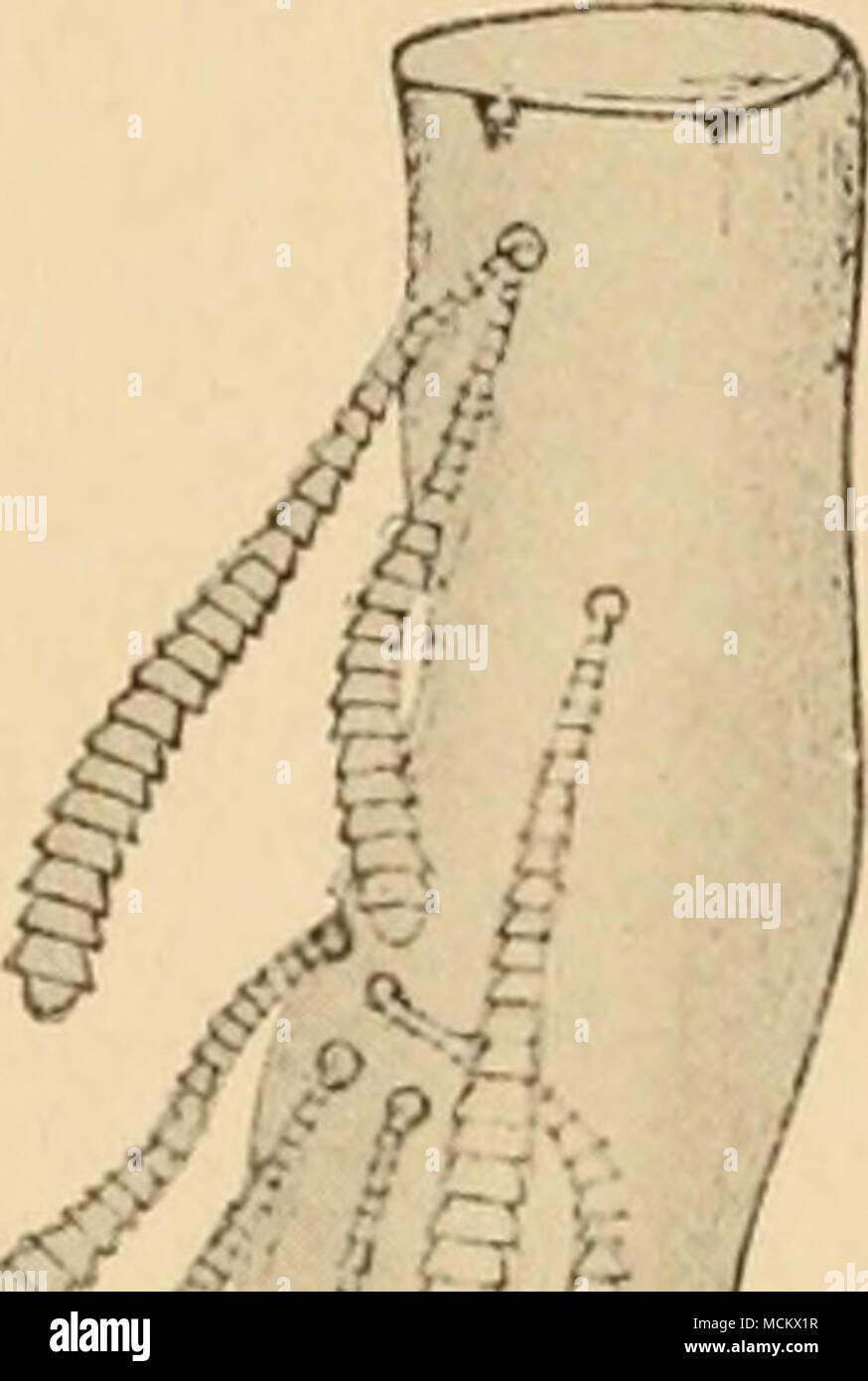 Poultry droppings hi-res stock photography and images - Alamy