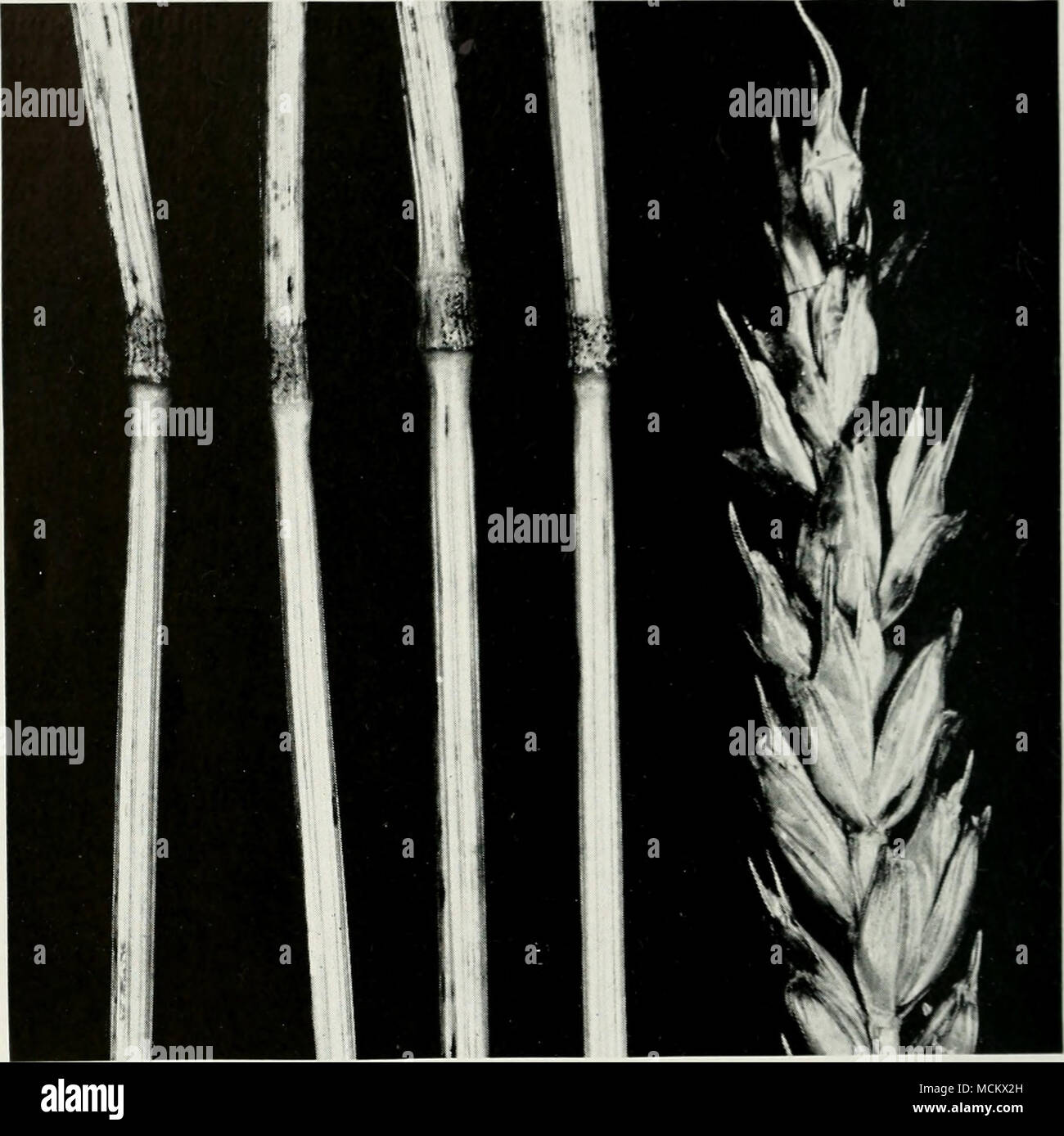 Sheaths of wheat hi-res stock photography and images - Alamy