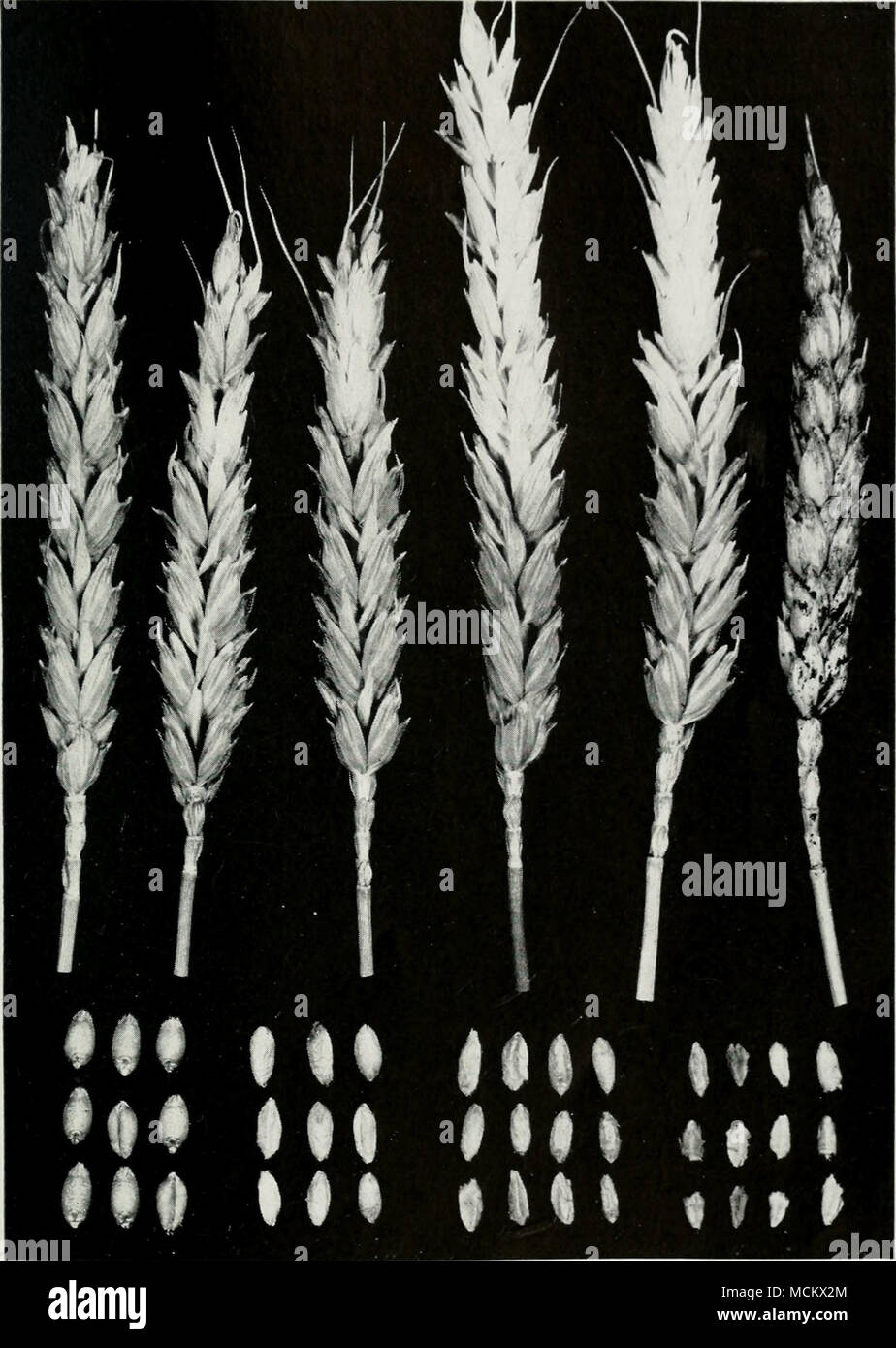 . Fig. 9.—Scab on wheat. The four heads in the middle show various ...