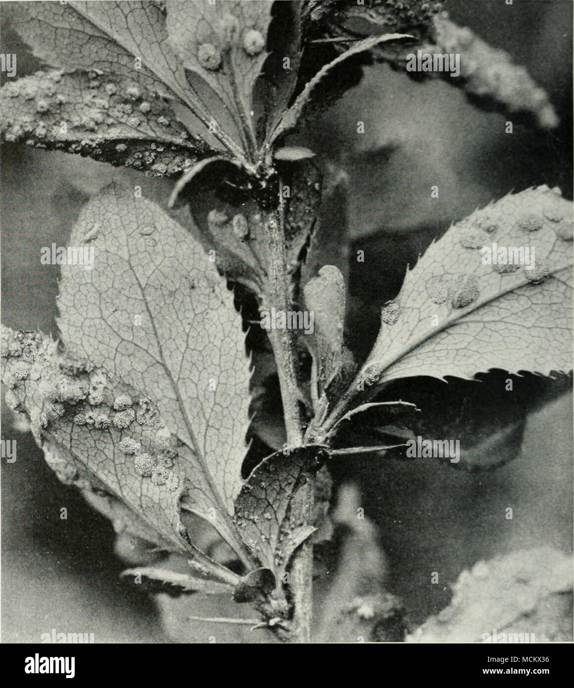 . Fig. 7.—The cluster cup form of black stem rust as it appears on the ...