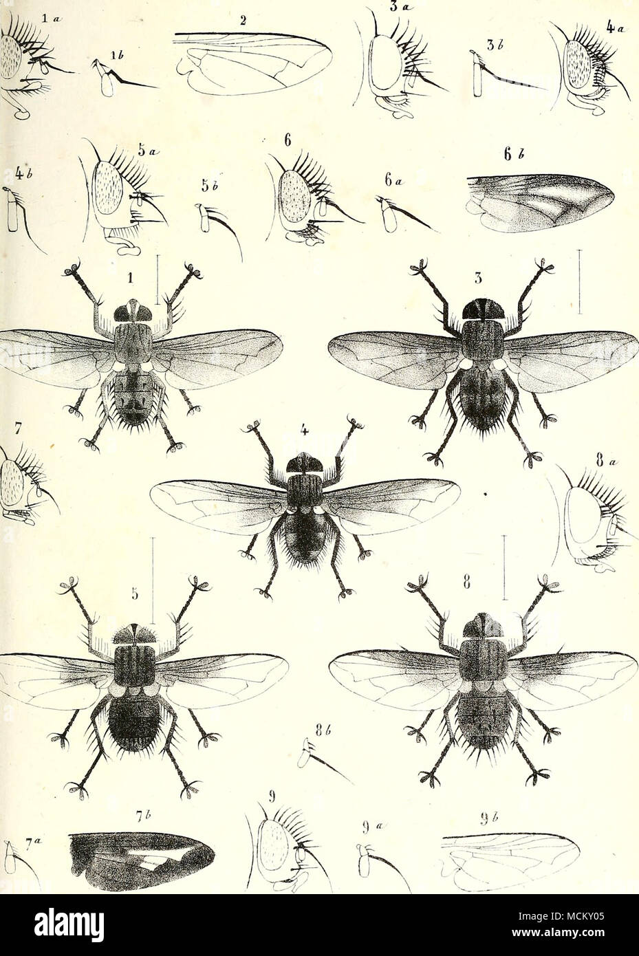Insects physical structure hi-res stock photography and images - Alamy