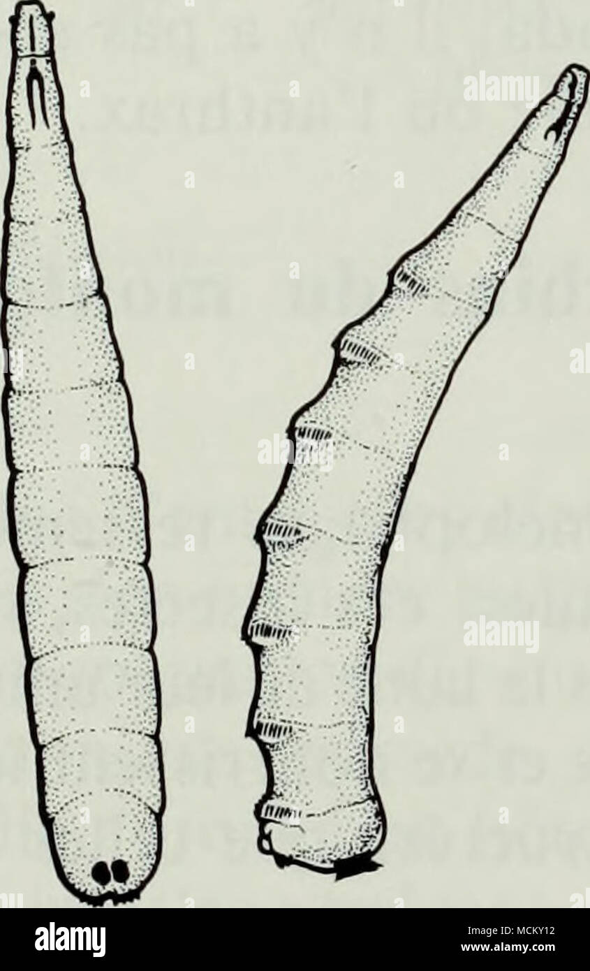 . Fig. 6 Cycle de vie de la mouche des cornes, Haematobia irritons ...