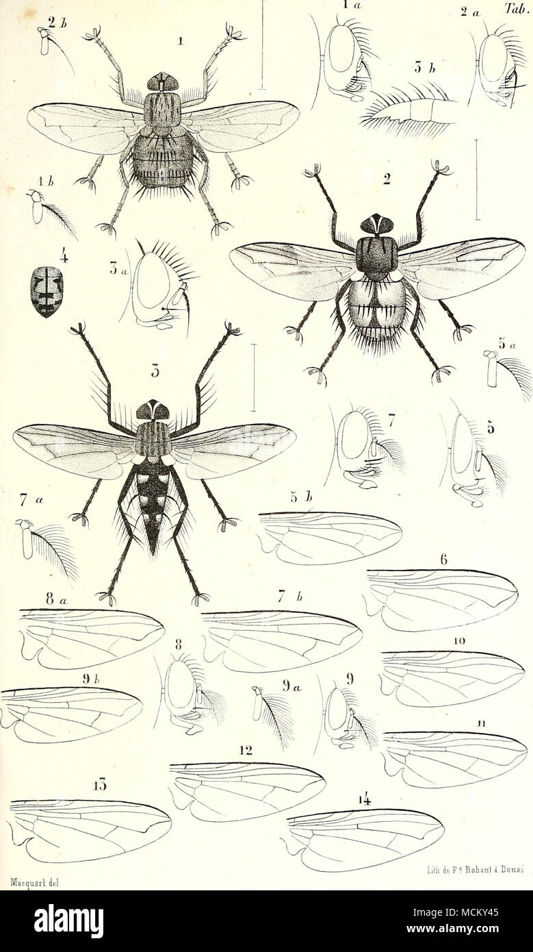 . Rulilia 1. 2 — Gymnostylia 3 — Sarcopliaga 4 — luia ô — Calliphora 6 ...