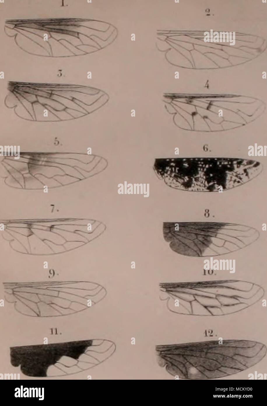 . 1. A..tJ,, «X 'OnonM'haln ,U„ 2. Lon.L'b.L Ubnxli» 1 i 4. A»U.ri.x ...