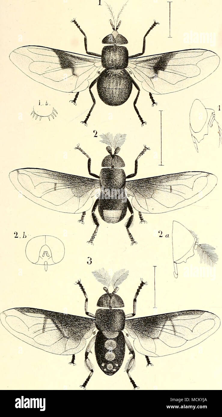 Aniz hi-res stock photography and images - Alamy