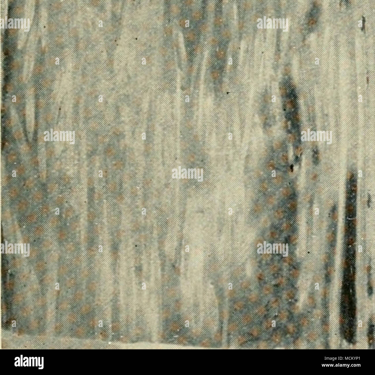 4 Fig. 66 Red Ring Disease: Section near Upward Termination of Ring ...