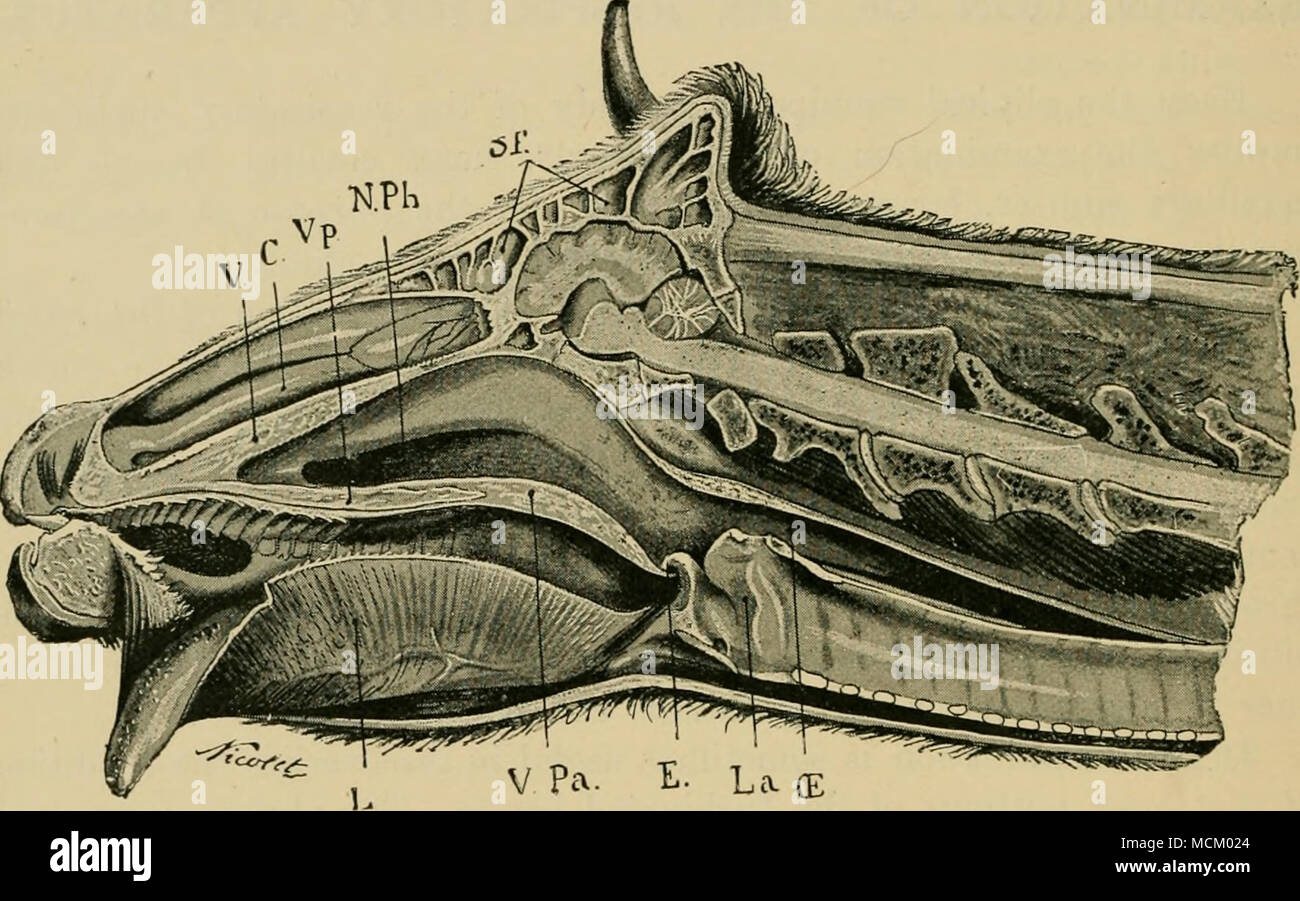 Frontal sinus cavity hi-res stock photography and images - Alamy