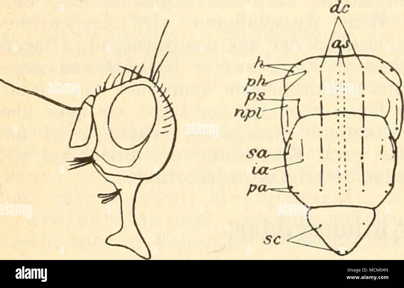 . Fig. 237. Myopina reflexa Kopf. Fig. 238. Myopina reflexa R.-D., Thoi ...