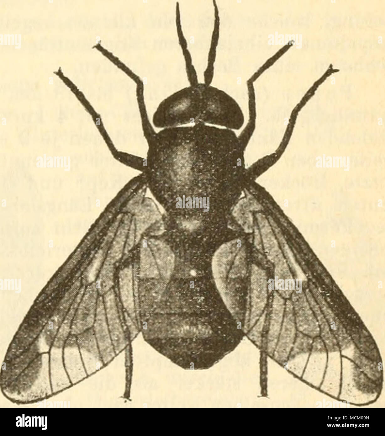 Chrysops caecutiens hi-res stock photography and images - Alamy