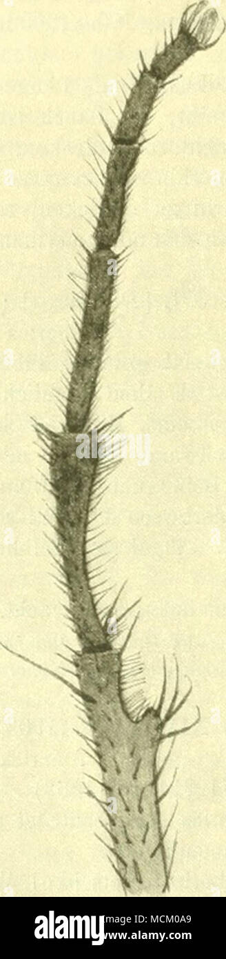 Sotus hi-res stock photography and images - Alamy