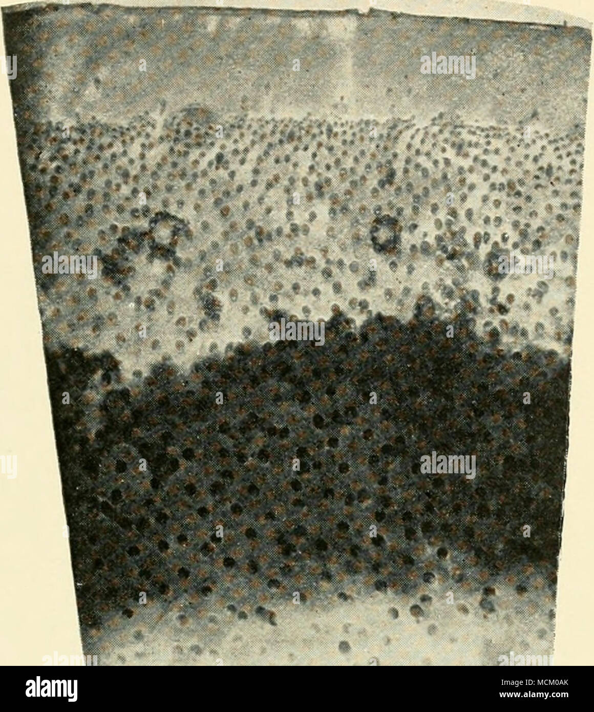 . Red Ring Disease: Transverse Section of Segment of Stem Stock Photo ...