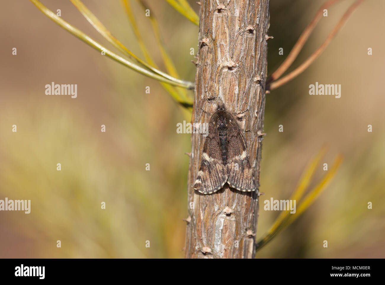 Orange underwing moth Stock Photo - Alamy
