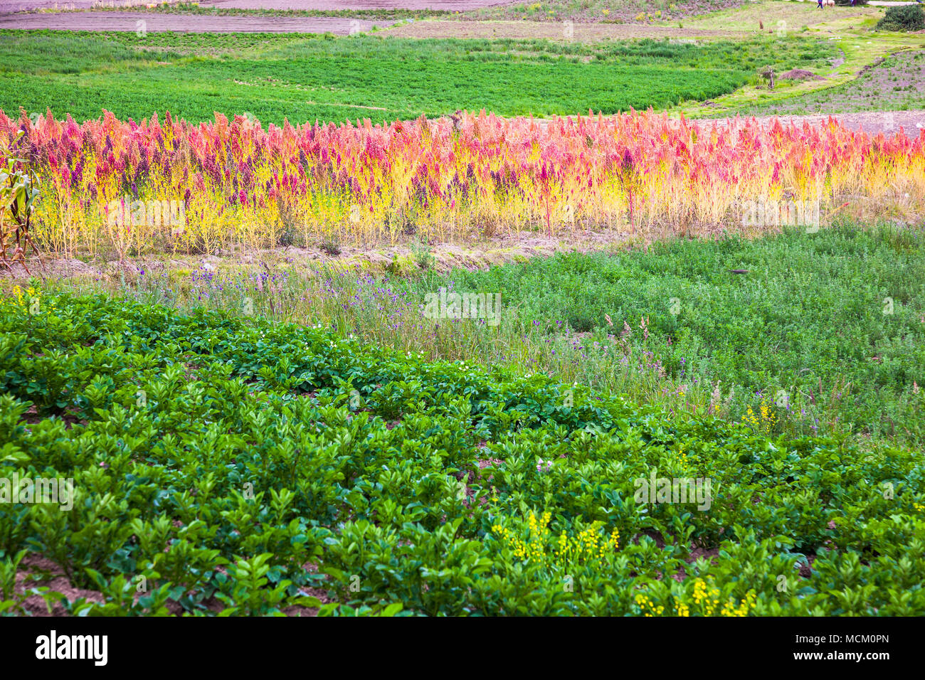 Quinoa cultivated fields, Riobamba, Chimborazo, Ecuador Stock Photo - Alamy
