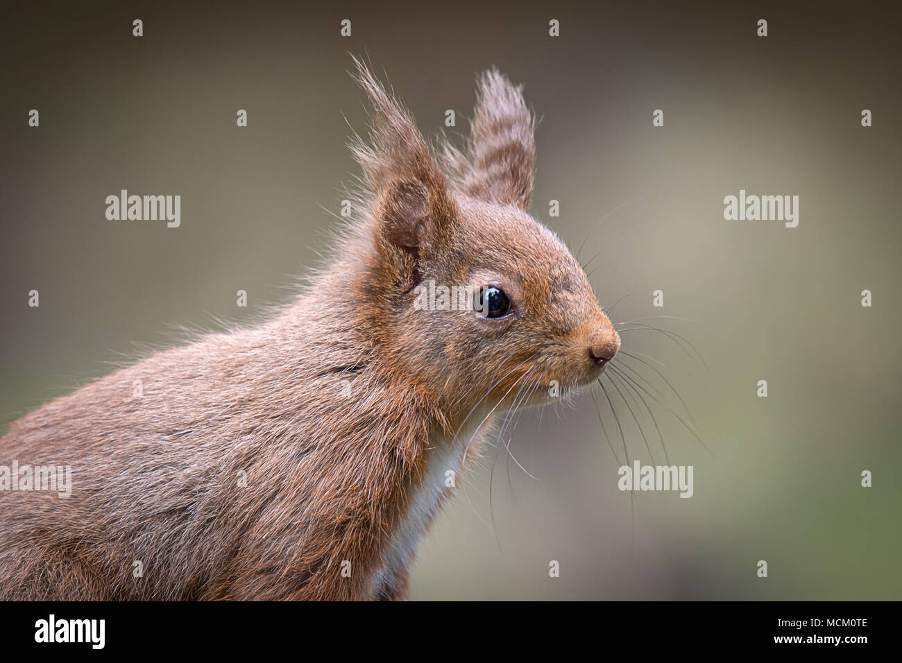A close up head portrait of a very alert red squirrel keeping its eye ...